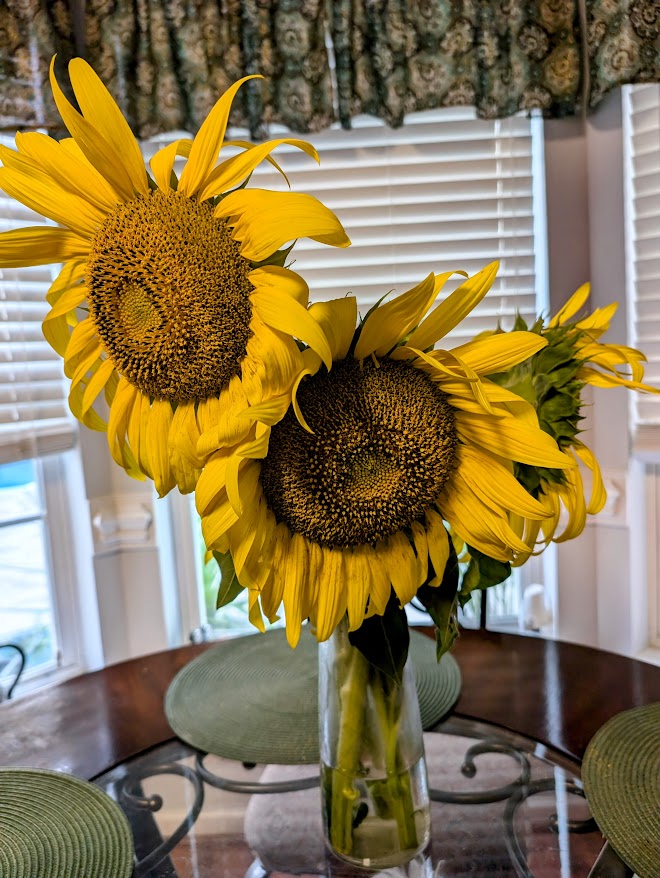 How To Keep Your Fresh-Cut Sunflowers Looking Vibrant Longer | Frugal ...